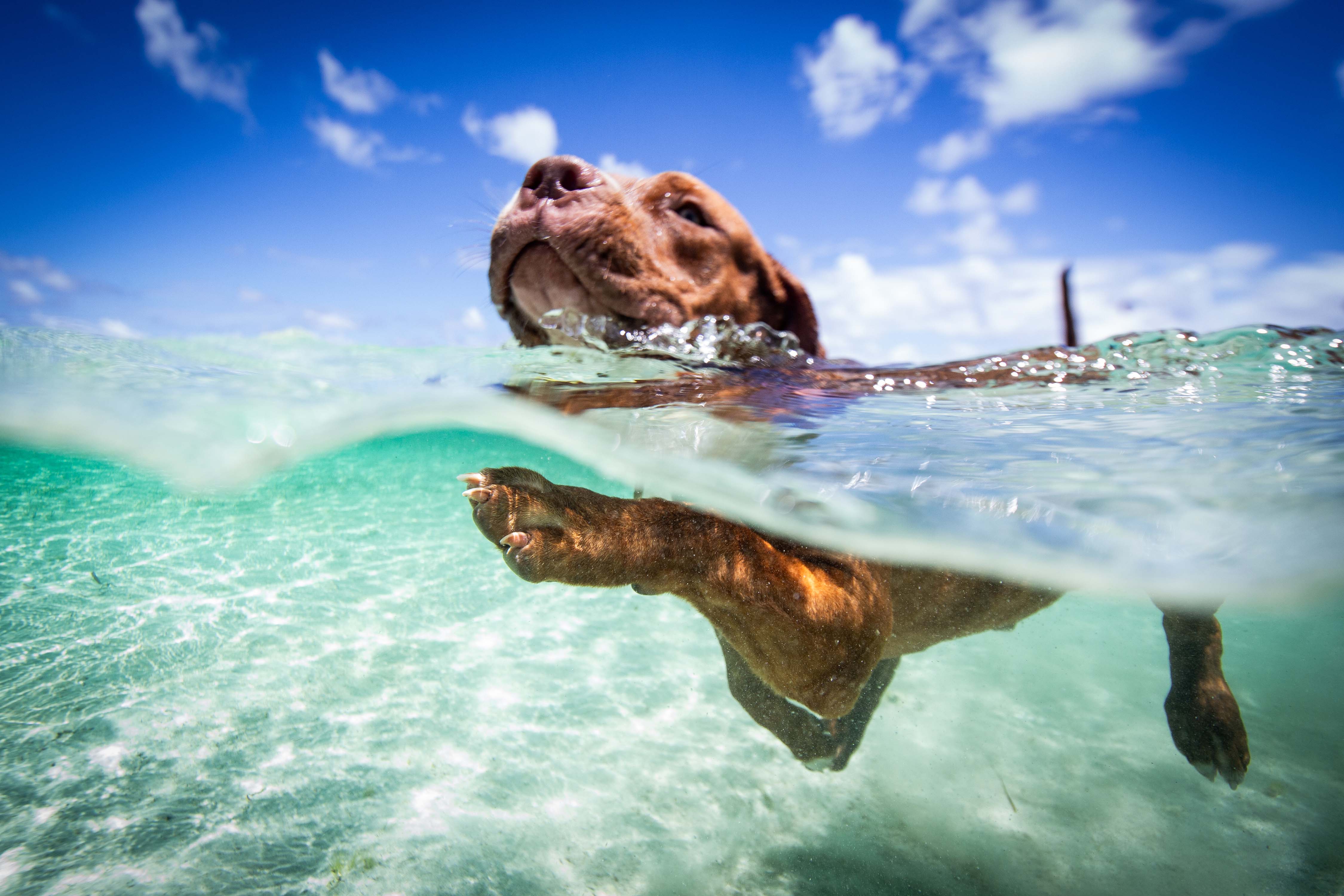 Taste of Freedom – kaikoa.com