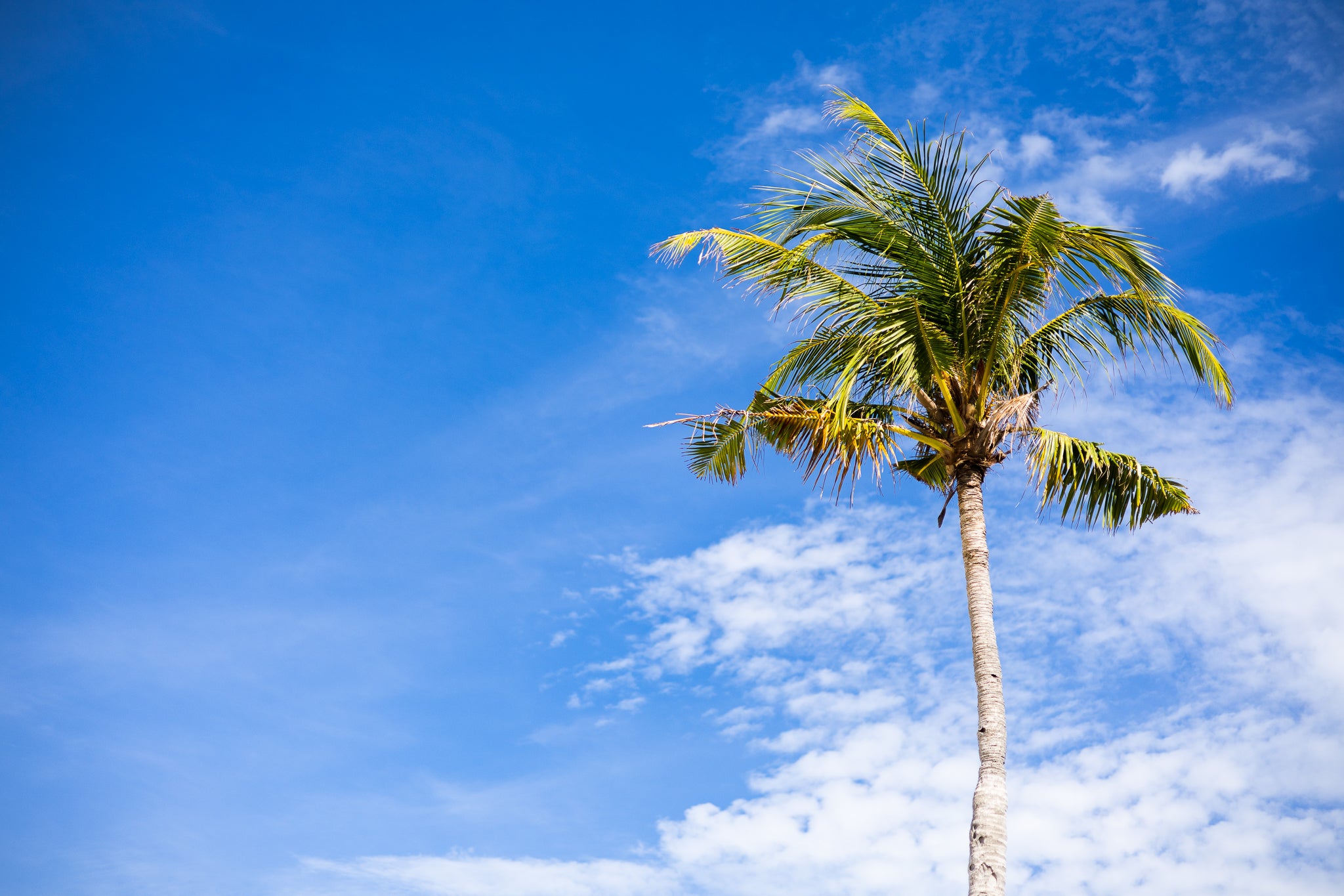 Tropicana – kaikoa.com